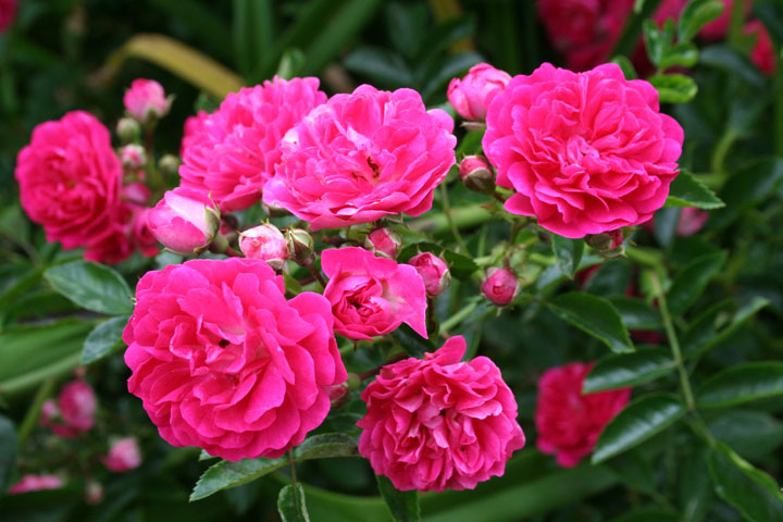 Walsh Roses - Woods Hole Historical Museum