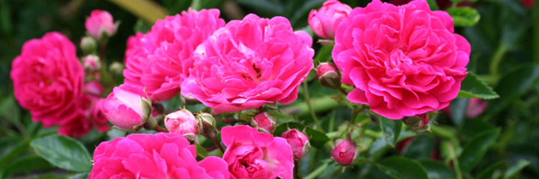 Walsh Roses - Woods Hole Historical Museum